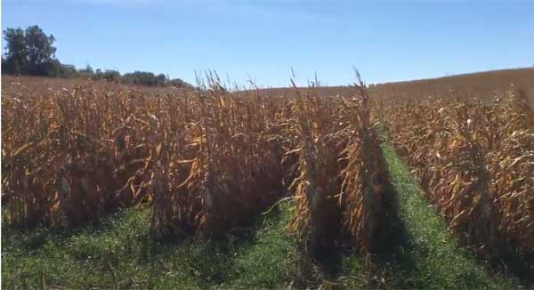 Alternative row spacing to incorporate cover crops in a northern ...