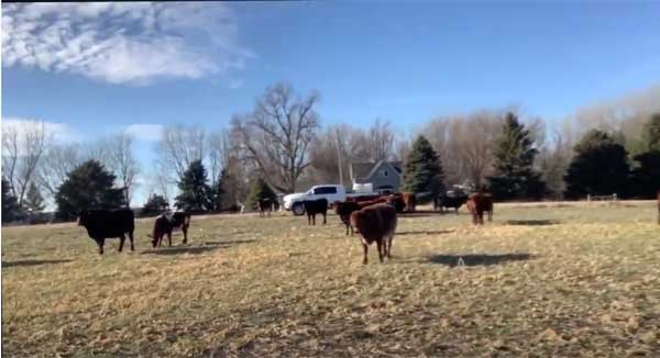 Fall Grazing Covers in December after Winter Rye Grain Harvest - One ...