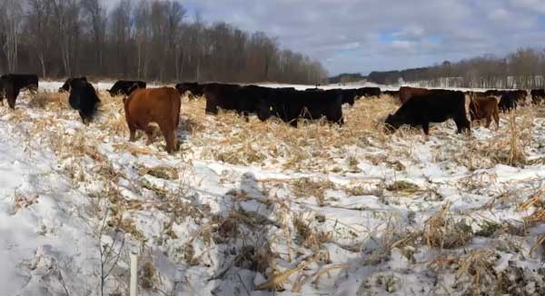 Producer-led Webinar: Fall and Winter Grazing Techniques - One Good Idea