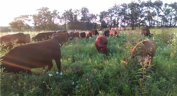 How To Get Results With High Density / Mob Grazing - One Good Idea