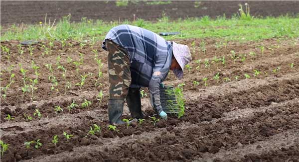 The Hmong American Farmers Association Working with the Minnesota NRCS ...