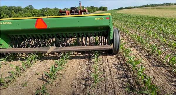 Interseeding Cover Crops Into Corn - One Good Idea