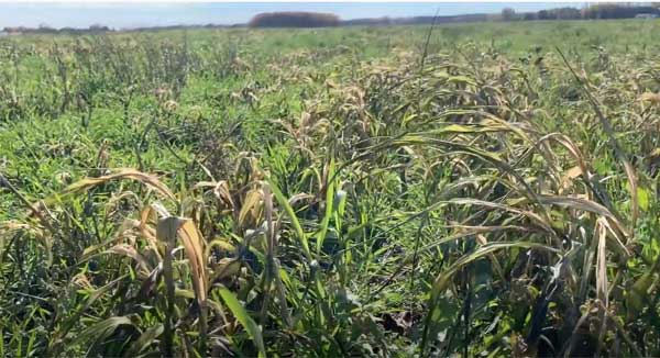 Maximizing Your Forage - One Good Idea