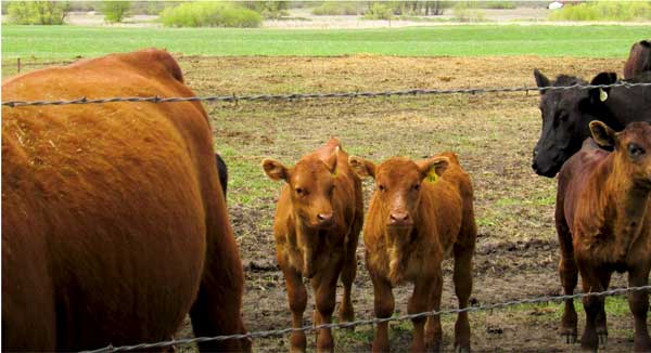 Rotational Grazing with Organic Cattle in Cover Crops in NW Minnesota ...
