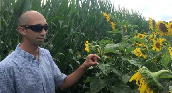 Early interseeding cover crops into silage corn - One Good Idea