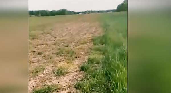 Planting green and planning herbicide treatments in non-GMO crops - One ...