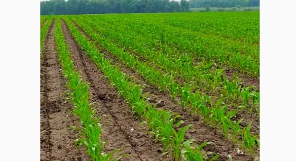 Soil Conditions Needed to Interseed Corn - One Good Idea