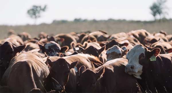 Grazing Cover Crops: Why Row Crop Farmers Should Welcome Grazing - One ...