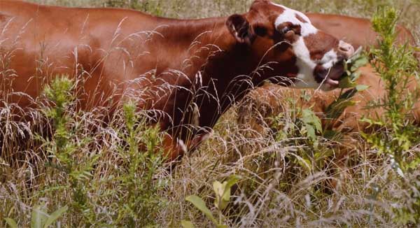 Adaptive Grazing 101: Why Should You Graze Your "Wild" Pastures? - One ...