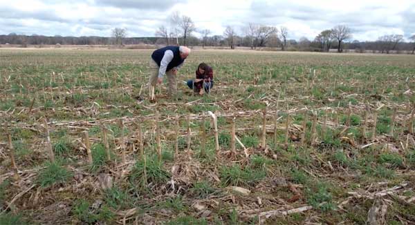 Buckeye Farm: Cover Crops - One Good Idea