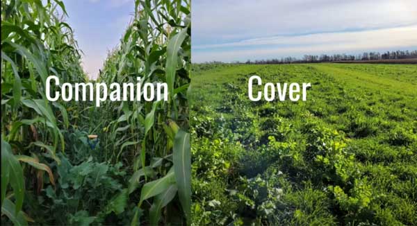 Interseeding Companion Crops - One Good Idea