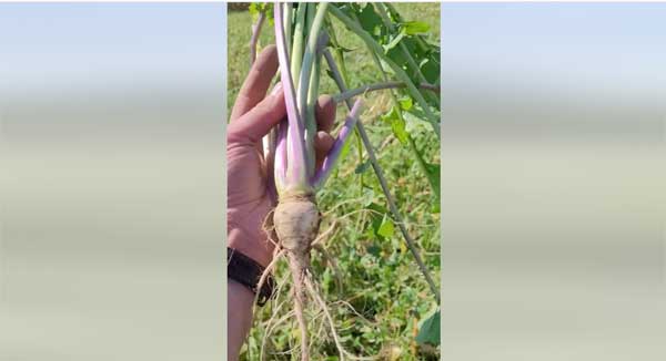 Interseeding in a minimum tillage dairy system - One Good Idea