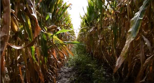 Planting Corn in 60-in. Row-Widths for Interseeding Cover Crops - One ...
