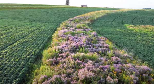 Prairie Strips - Bringing Back the Edges - One Good Idea