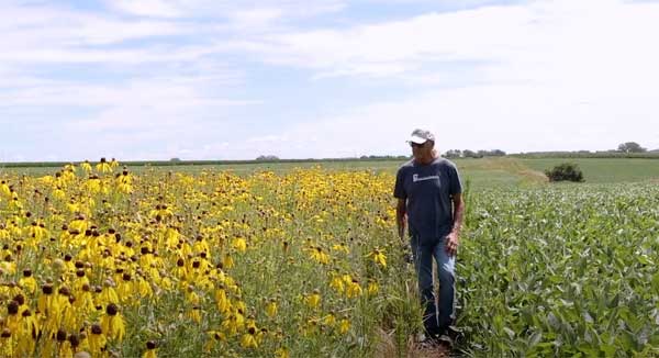 Farming with Prairie Strips - One Good Idea
