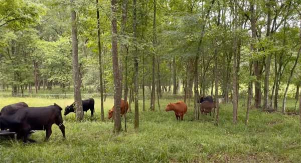 Using silvopasture to reduce erosion and create shade for grazing