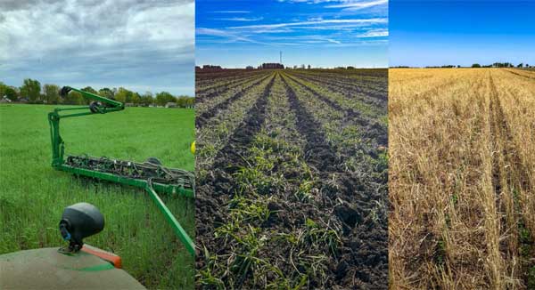 Cover Crops 101: Maximizing Benefits for Midwest Farmers - One Good Idea