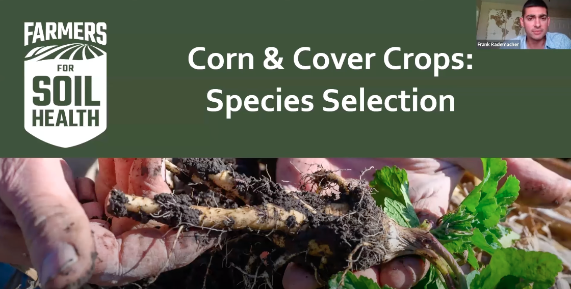 Corn and Cover Crops: Strategies for Success - One Good Idea